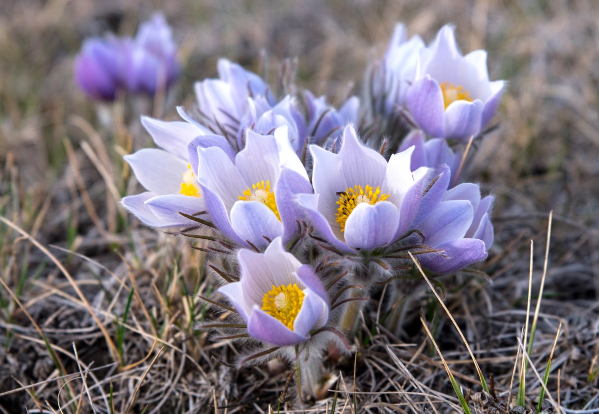 In pictures: Crocuses in bloom usher in spring growing season | Buzz ...