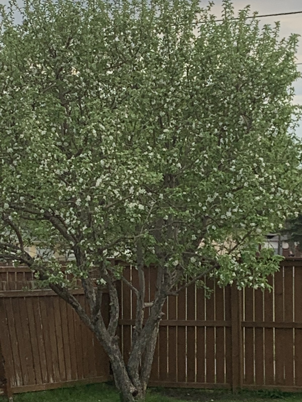 Apple tree recommendations | Discussions | eBrandon - Brandon, Manitoba ...